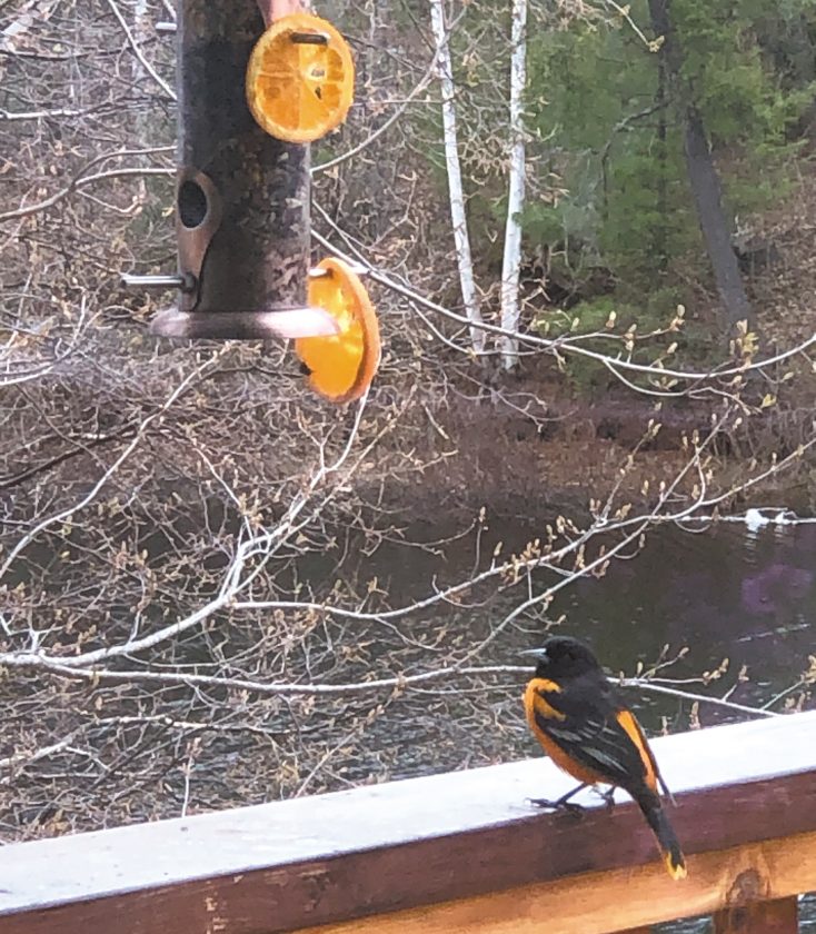 Baltimore oriole spotted at Dead River Basin | News, Sports, Jobs - The ...